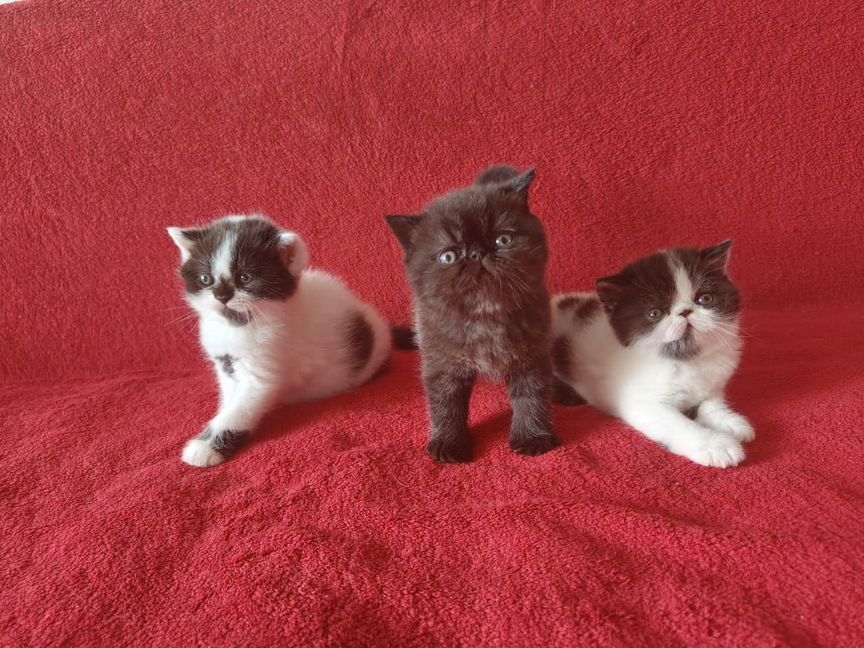 Котики Экзотики