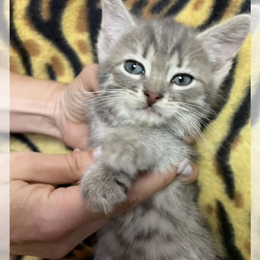 Котёнок в добрые руки
