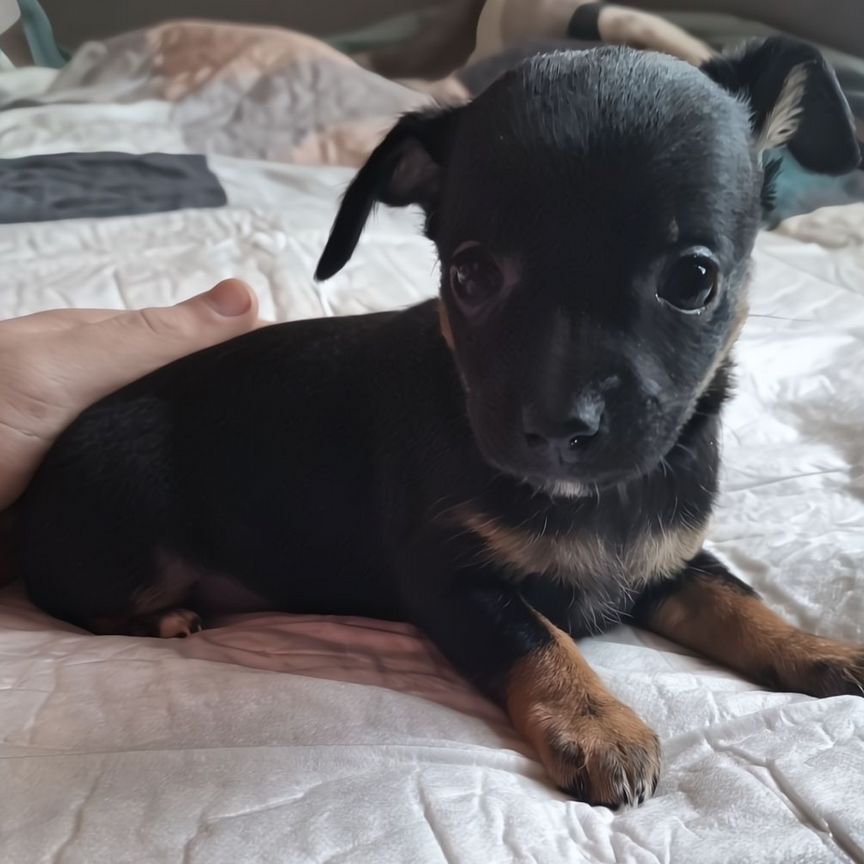 Чихуахуа, щенок