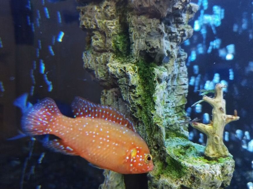 Хромис-красавец