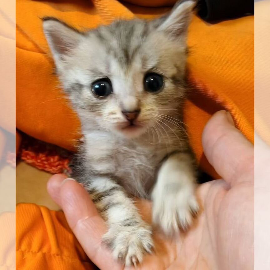 Котёнок в добрые руки