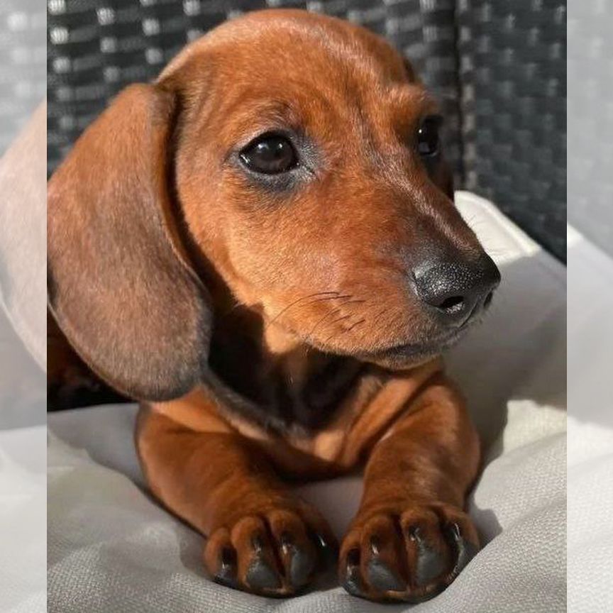 Такса, щенок