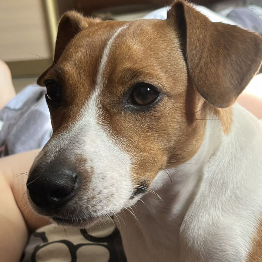 Джек-рассел-терьер, взрослая собака