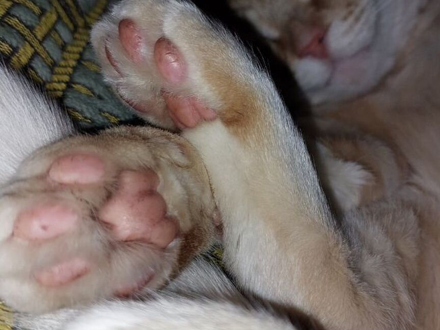Котик
