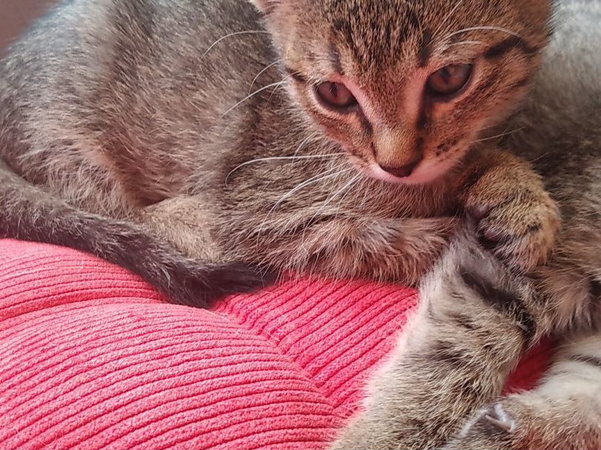 Котята в добрые руки приучены к лотку