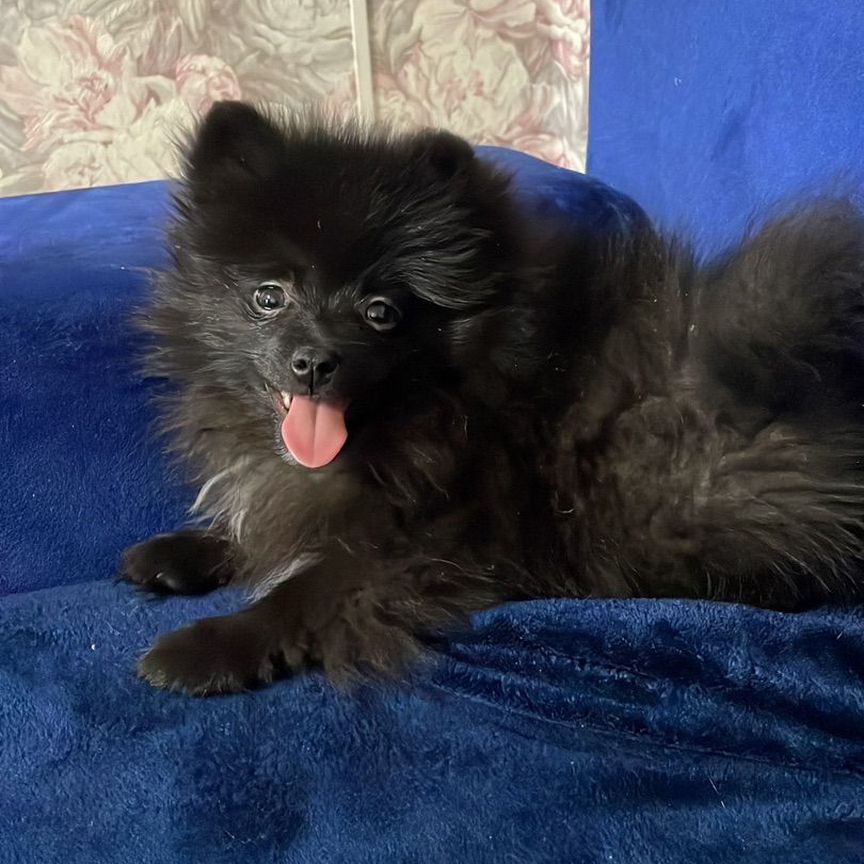 Померанский шпиц черный