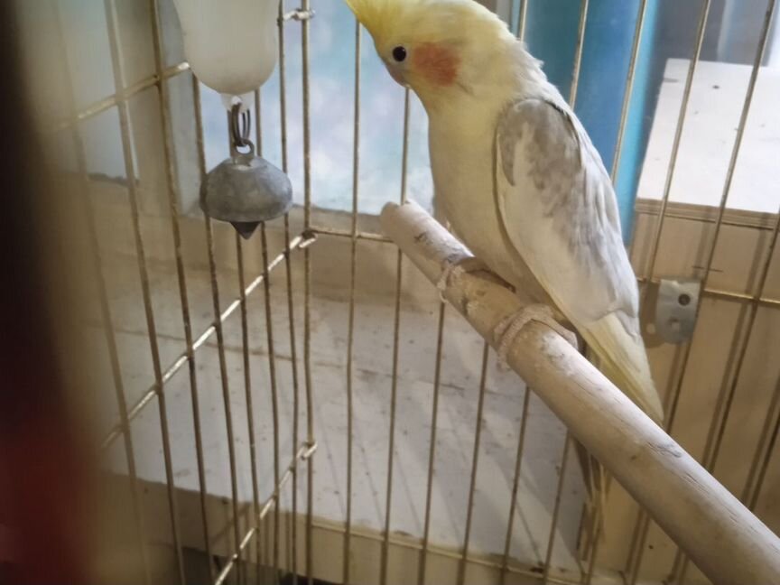 Попугай корелла самец