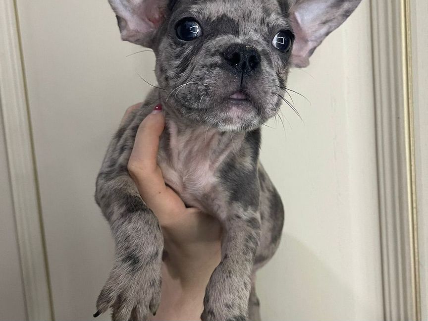 Малыши мерлешки