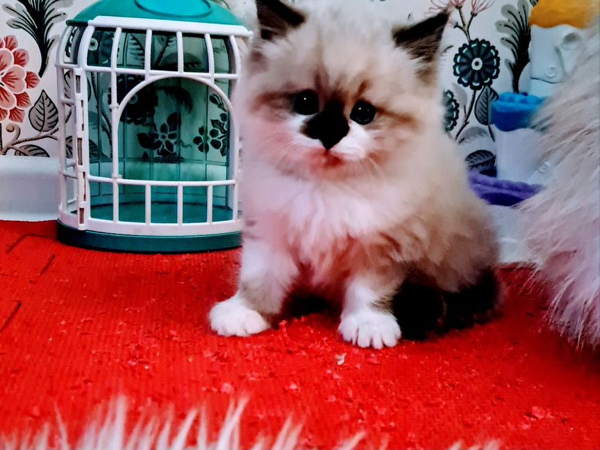 Котенок Асти 1,5мес