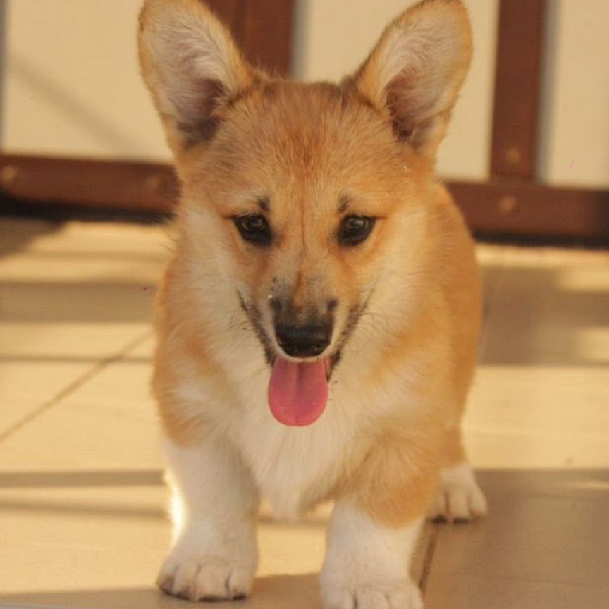 Вельшкорги пемброк. Девушка