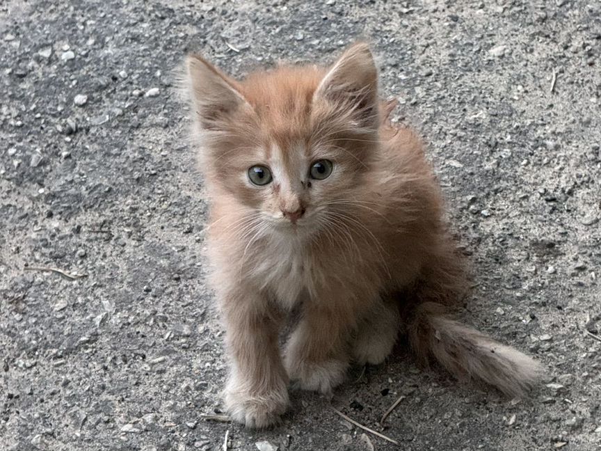Котята очень тщут дом