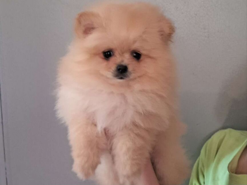 Шпиц мальчишки