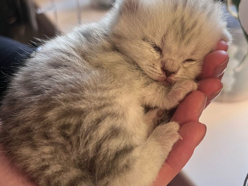 Шотландские котята прямоухие