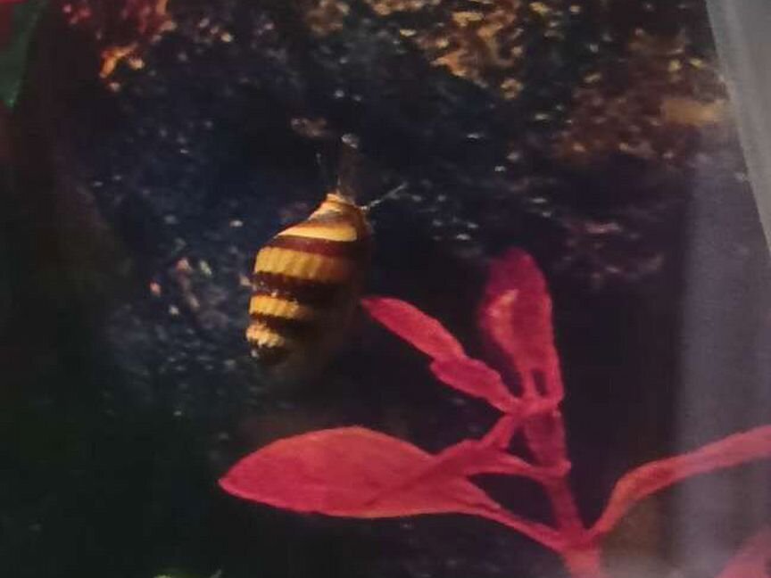 Хищная улитка Хелена