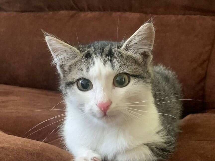 Котёнок (мальчик)
