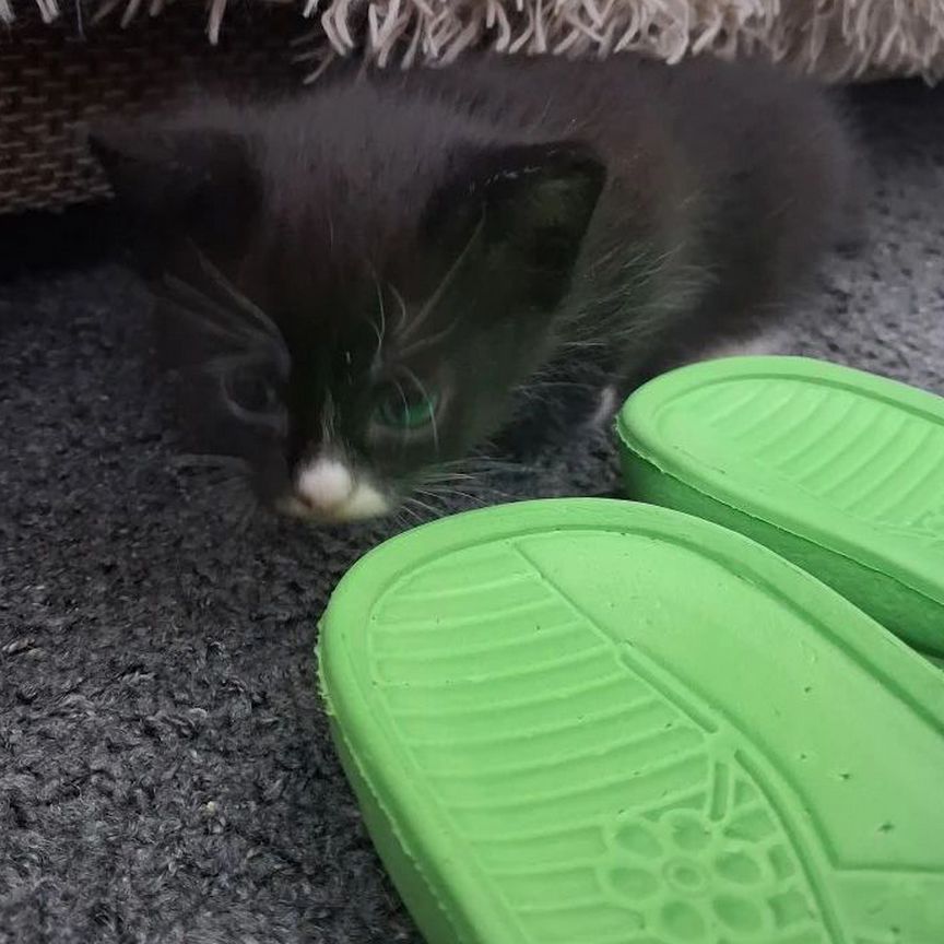 Котёнок в добрые руки