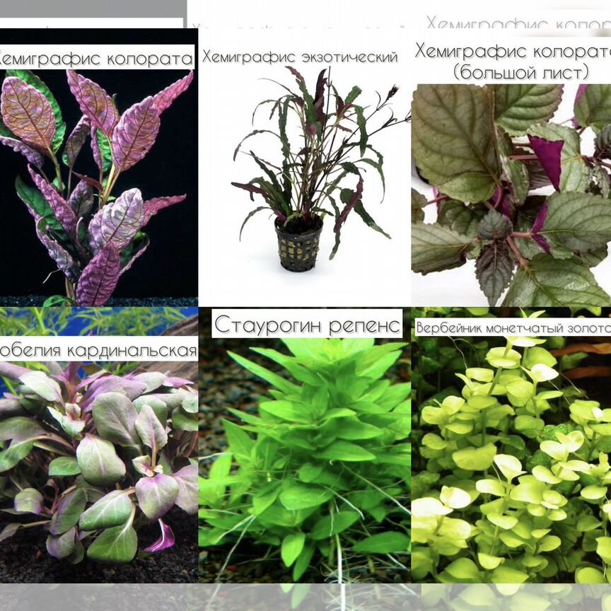 Аквариумные растения