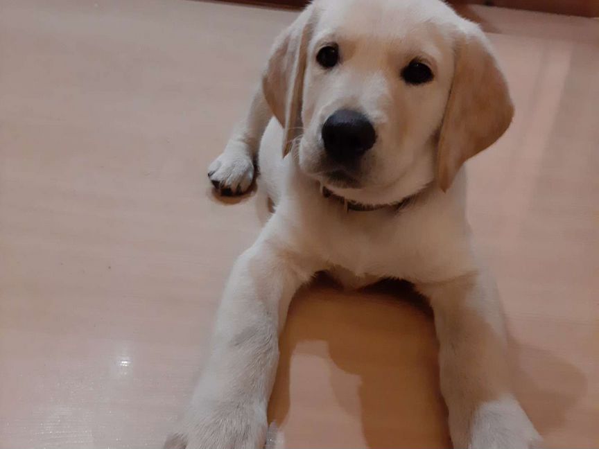Кобель лабрадора вязка
