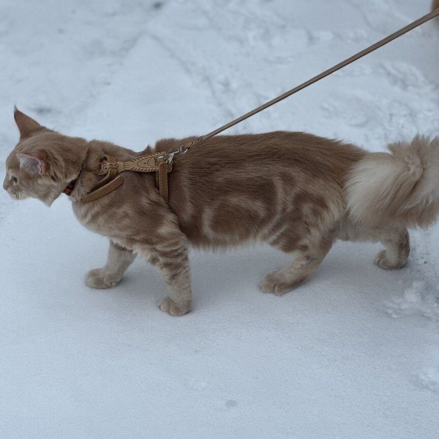 Котята мейн-кун