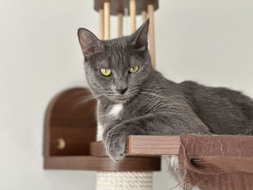 Кошка Лиза 2 года стерилизована