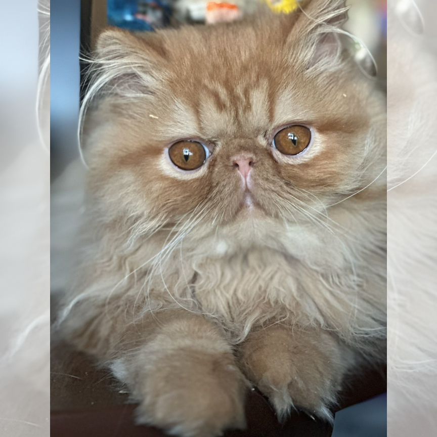 Персидский котёнок