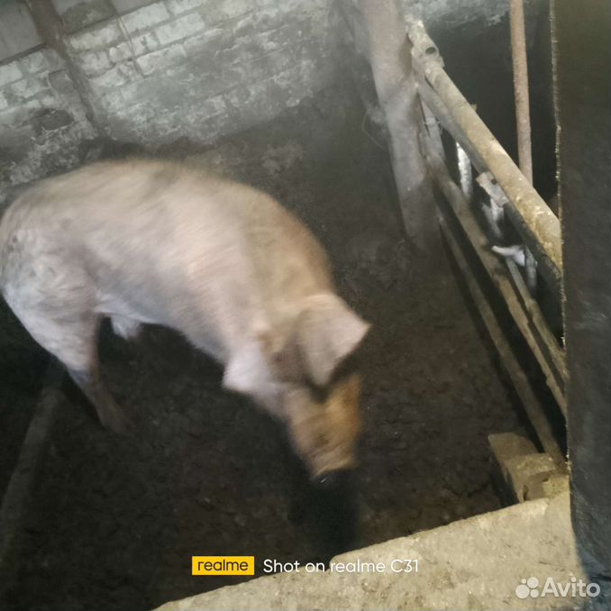 Хряк на племя Дюрок