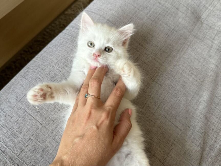 Котята в хорошие руки