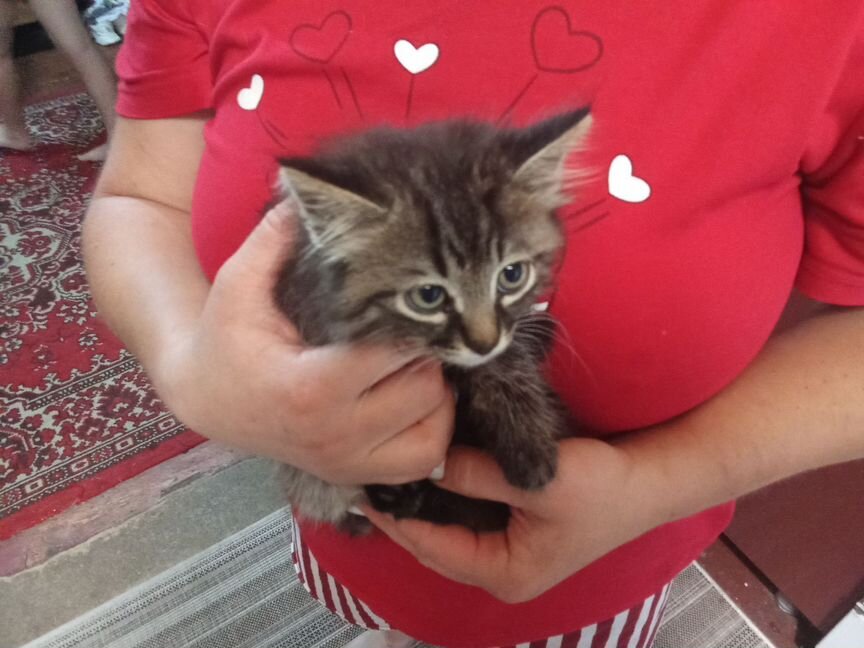 Котенок (4 месяца ) девочка