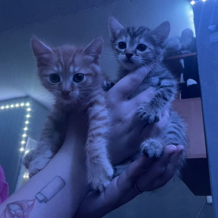 Сибирский котёнок