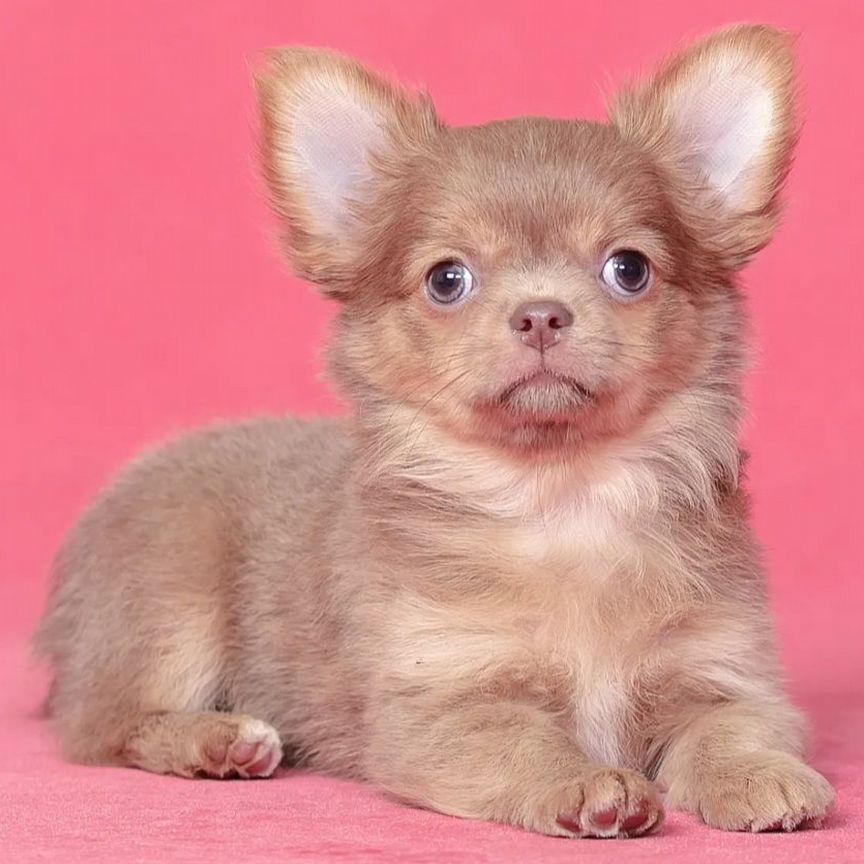 Чихуахуа девочка лиловая