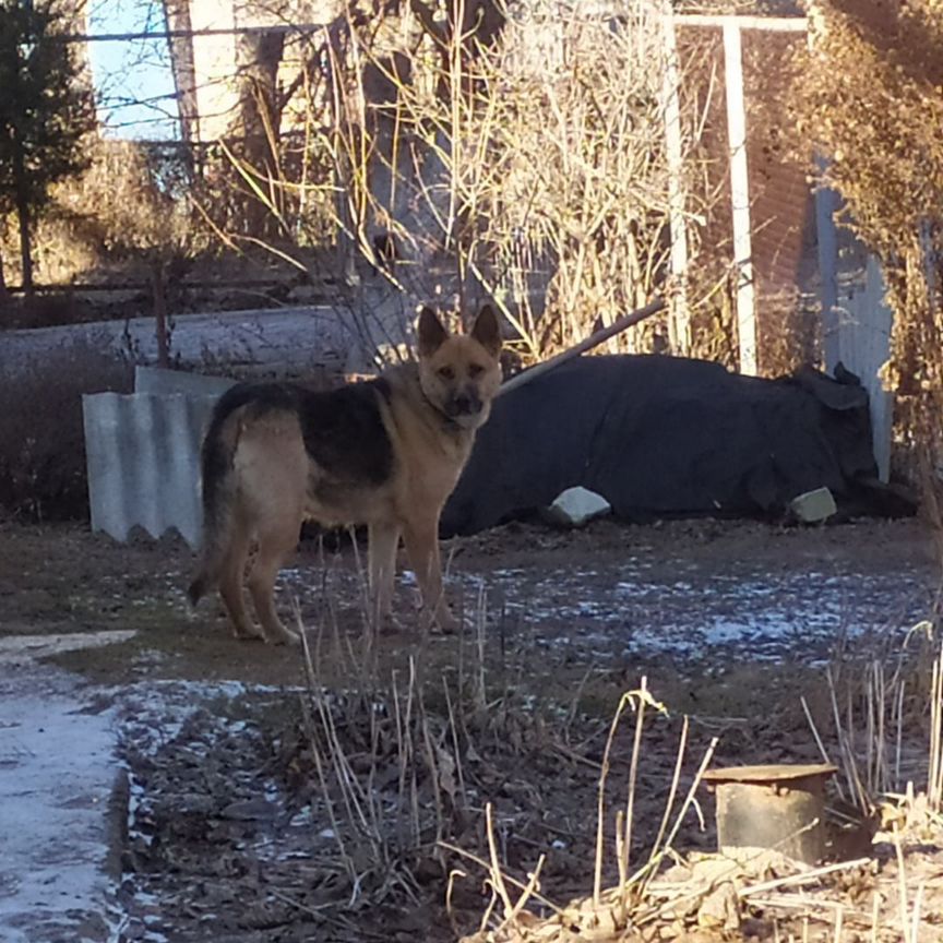 Отдам собаку в добрые руки