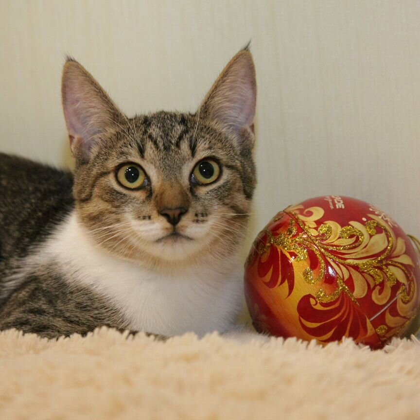 Молоденькая ласковая мурлыка Машенька 7 месяцев