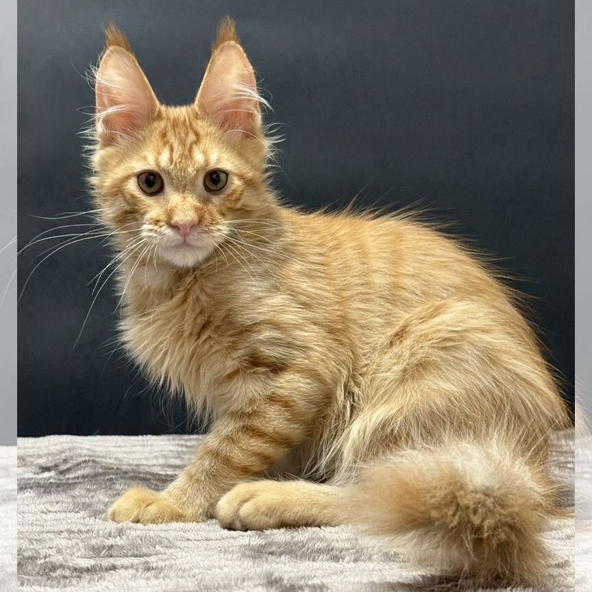 Мейн-кун котёнок