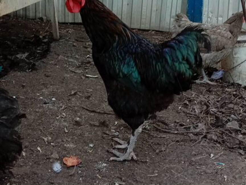 Петушки 4 мес породистые