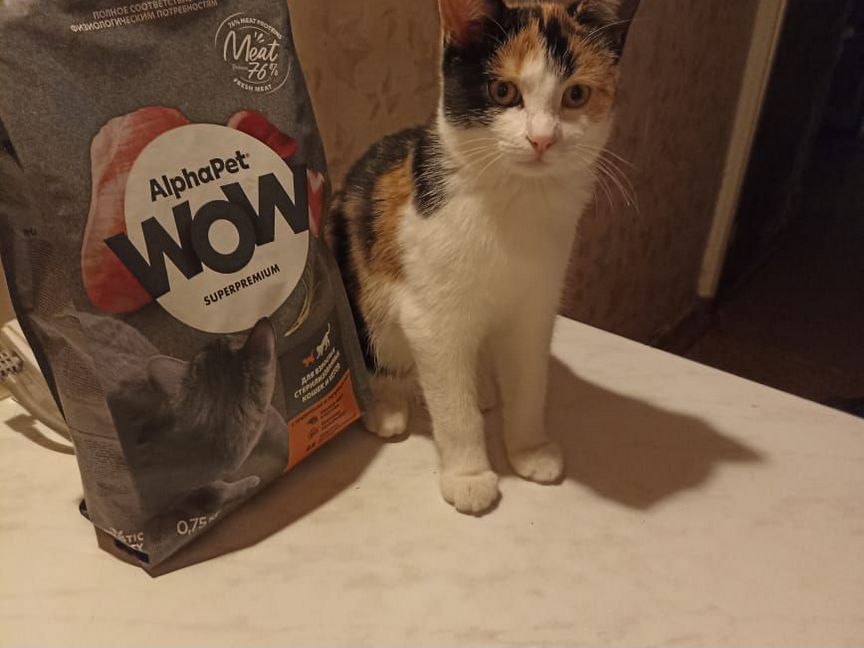 Котенок в добрые ручки
