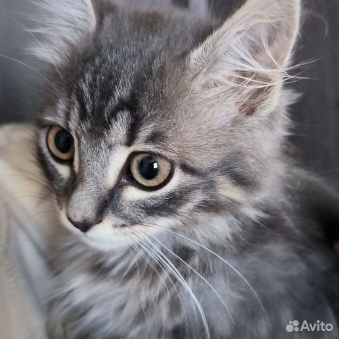 Пепельный кото-мальчишка, 2 мес. в поиске дома