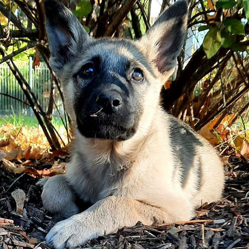 Щенок охранник