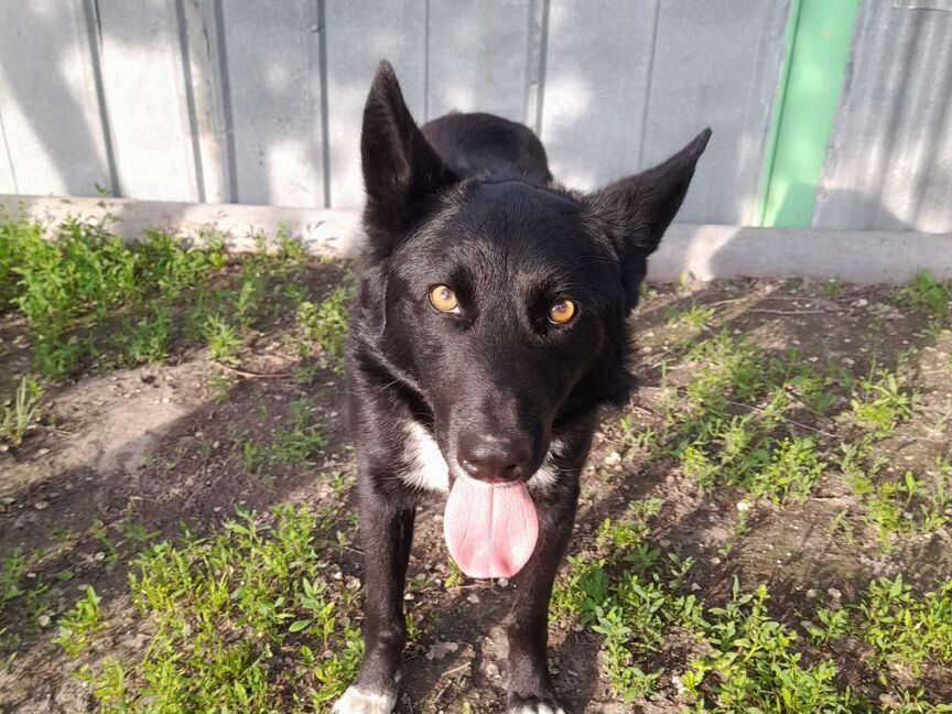 Ко двору приблудилась собака