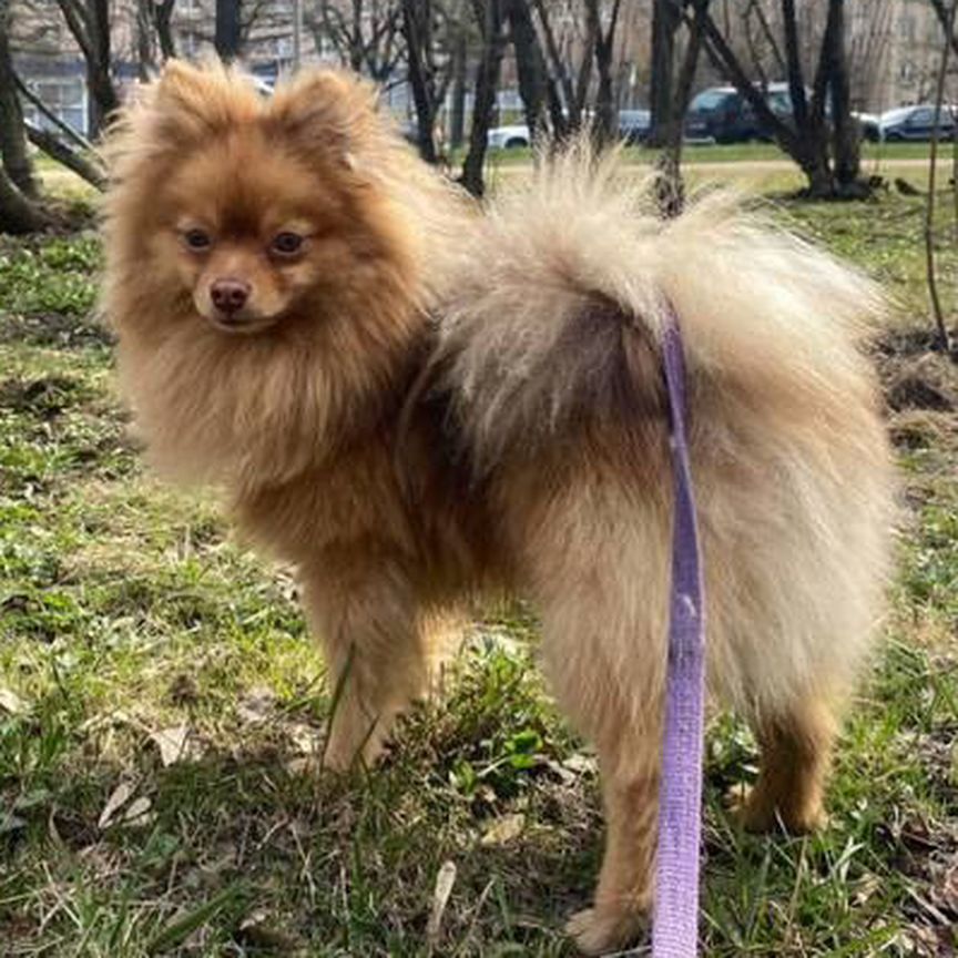 Померанский шпиц, щенок