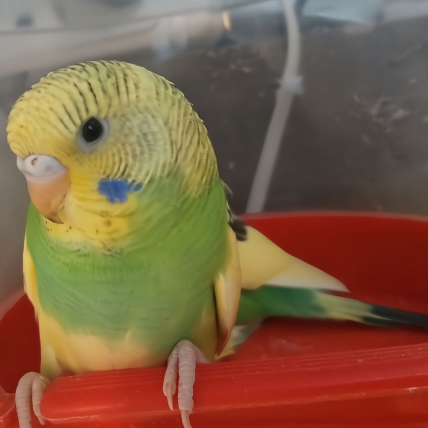 Птенцы волнистый попугай спб