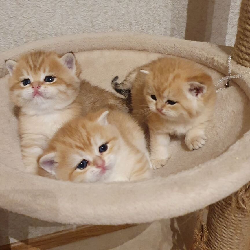 Британский короткошёрстный котёнок