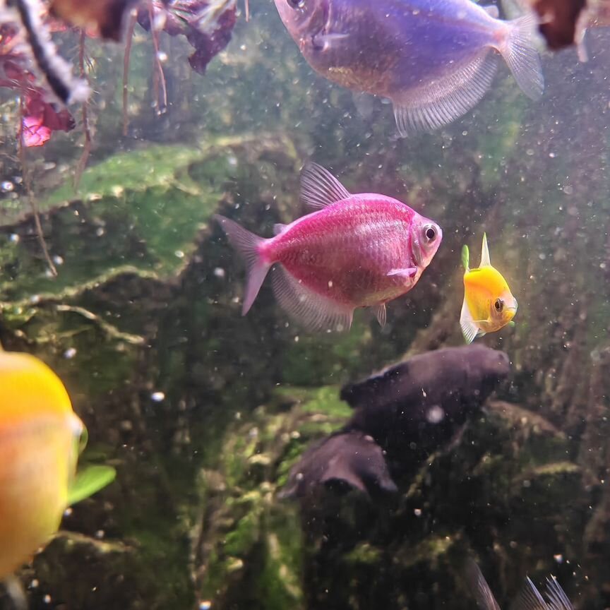 Тернеция гло