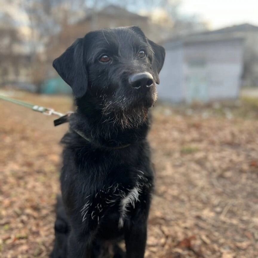 Пёс Миша ищет хозяина. Отдадим в хорошие руки