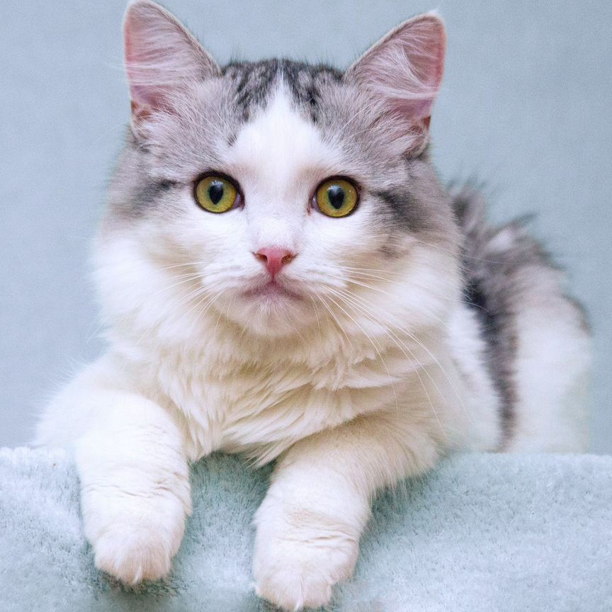 Ласковый юный котик Витюша