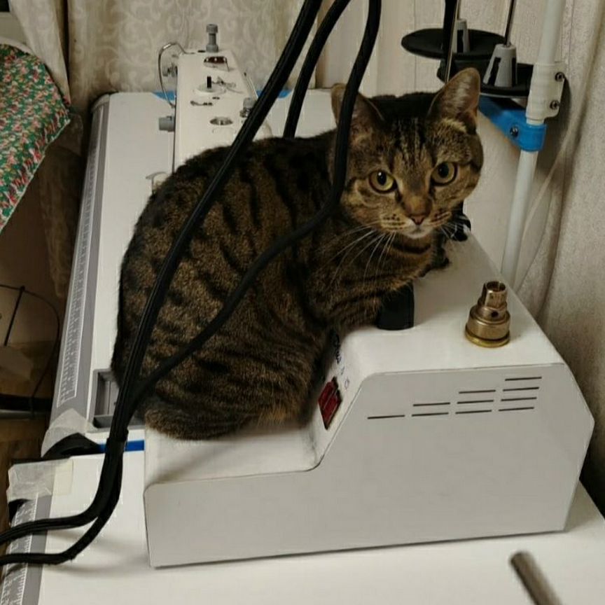 Взрослая, Девочка кошка в добрые руки