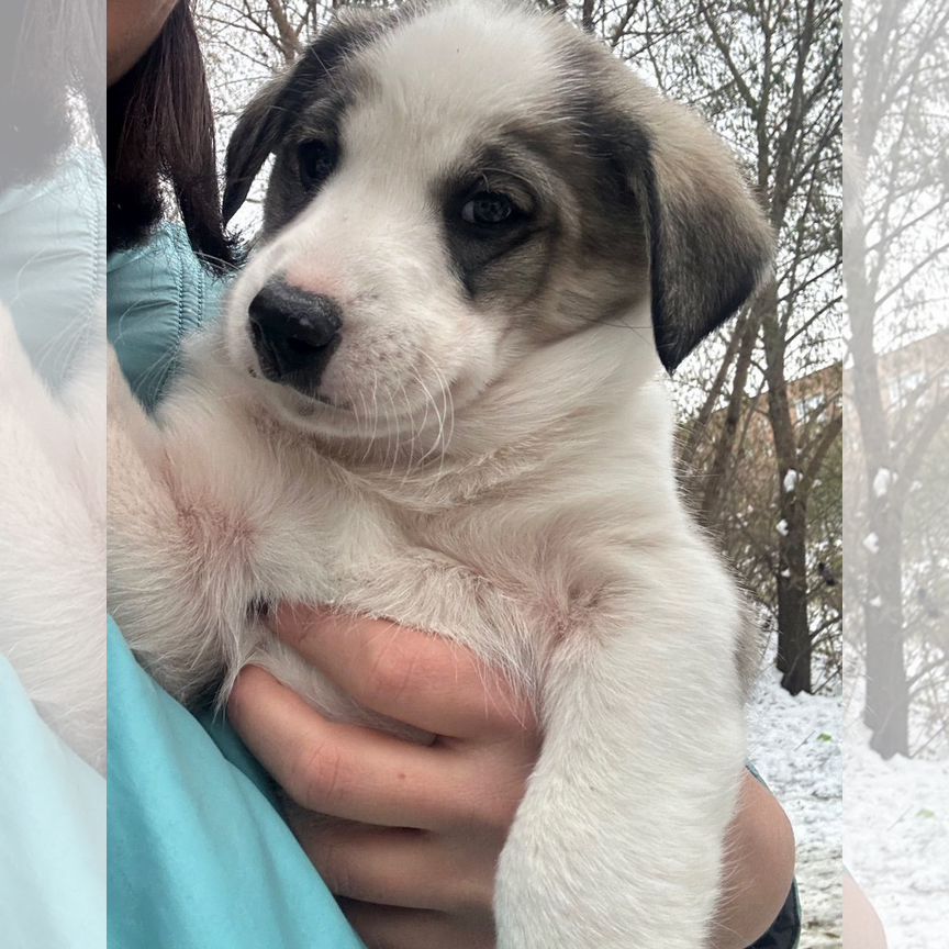 Щенок в добрые руки