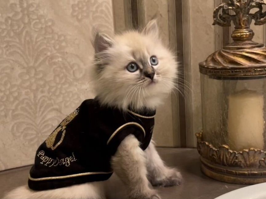 Невский маскарадный мальчик 2 мес с док-ми