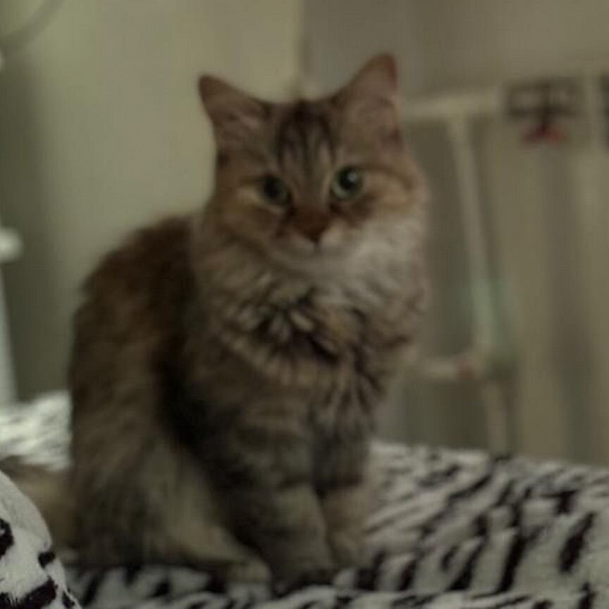 Отдам в добрые руки