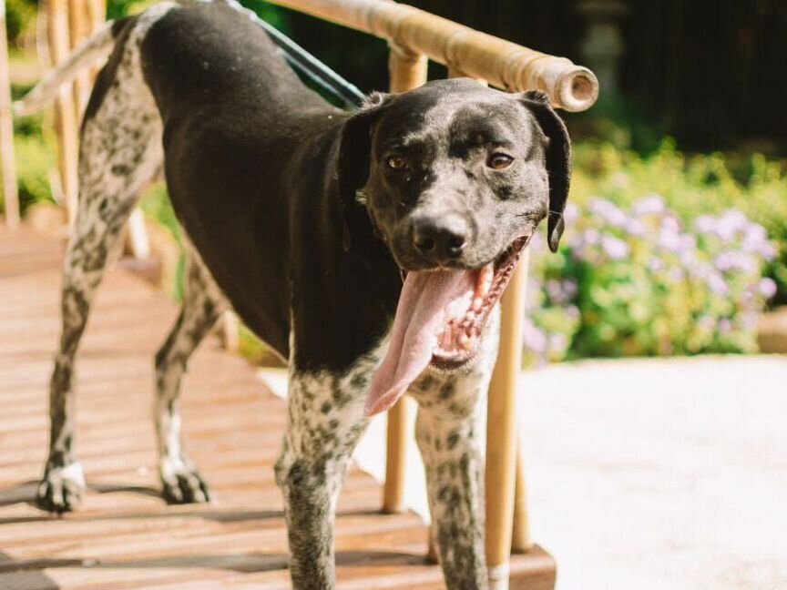 Собака в добрые руки