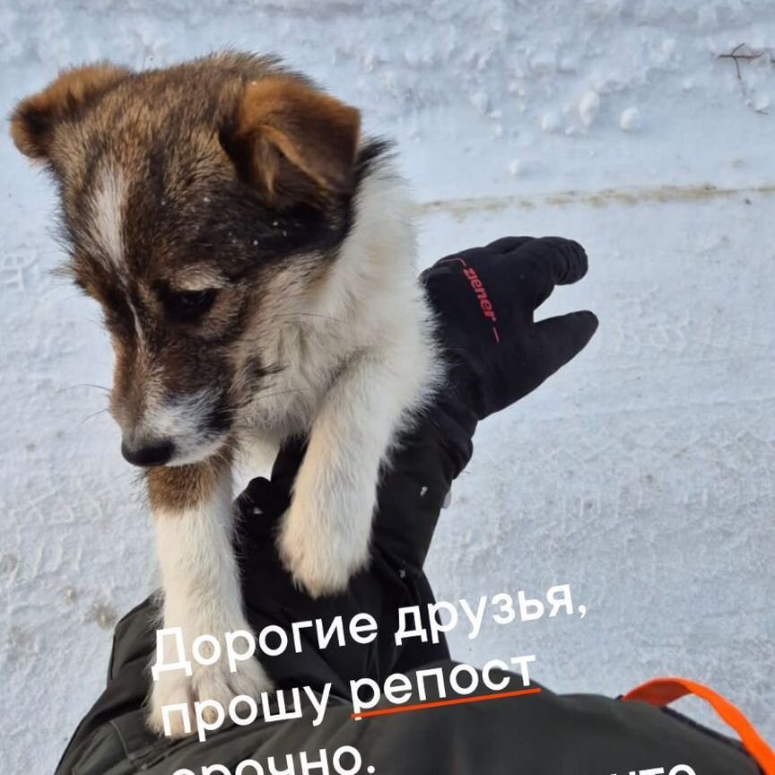 Пушистик потеряшка